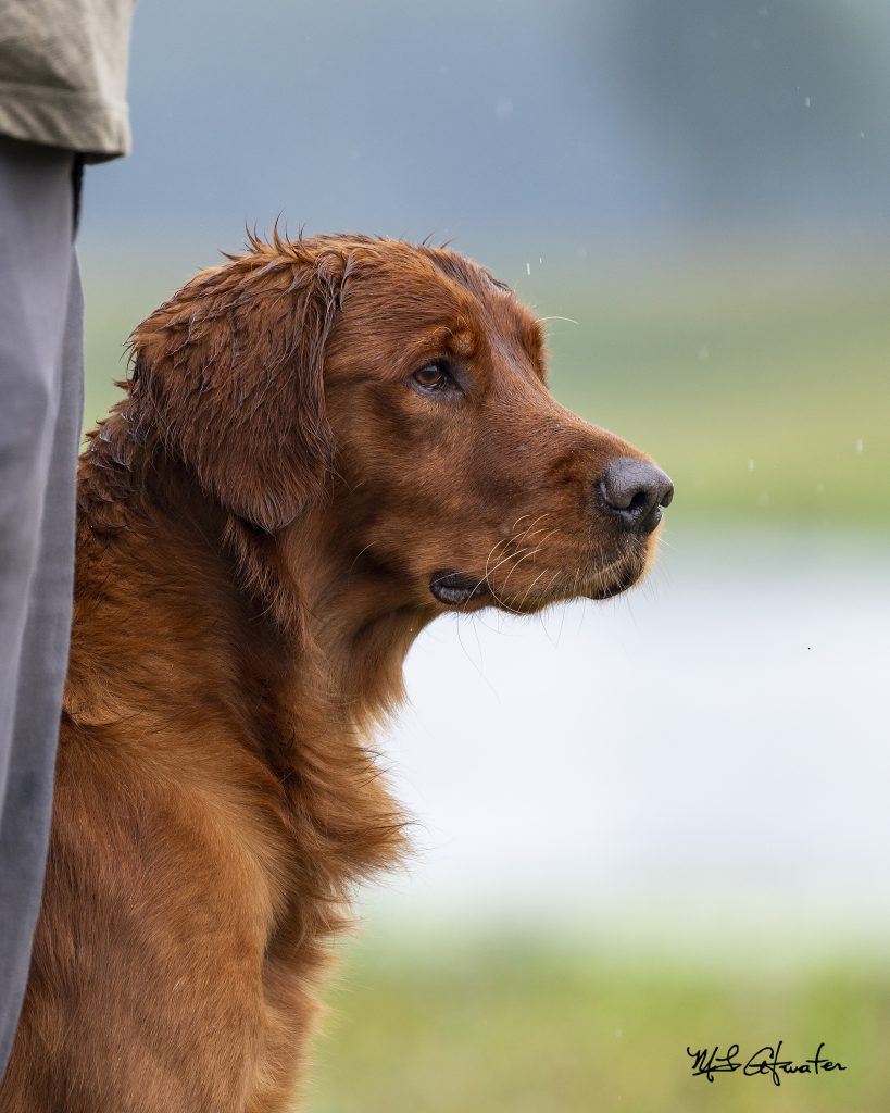 Upcoming Breedings – Topmast Golden Retrievers